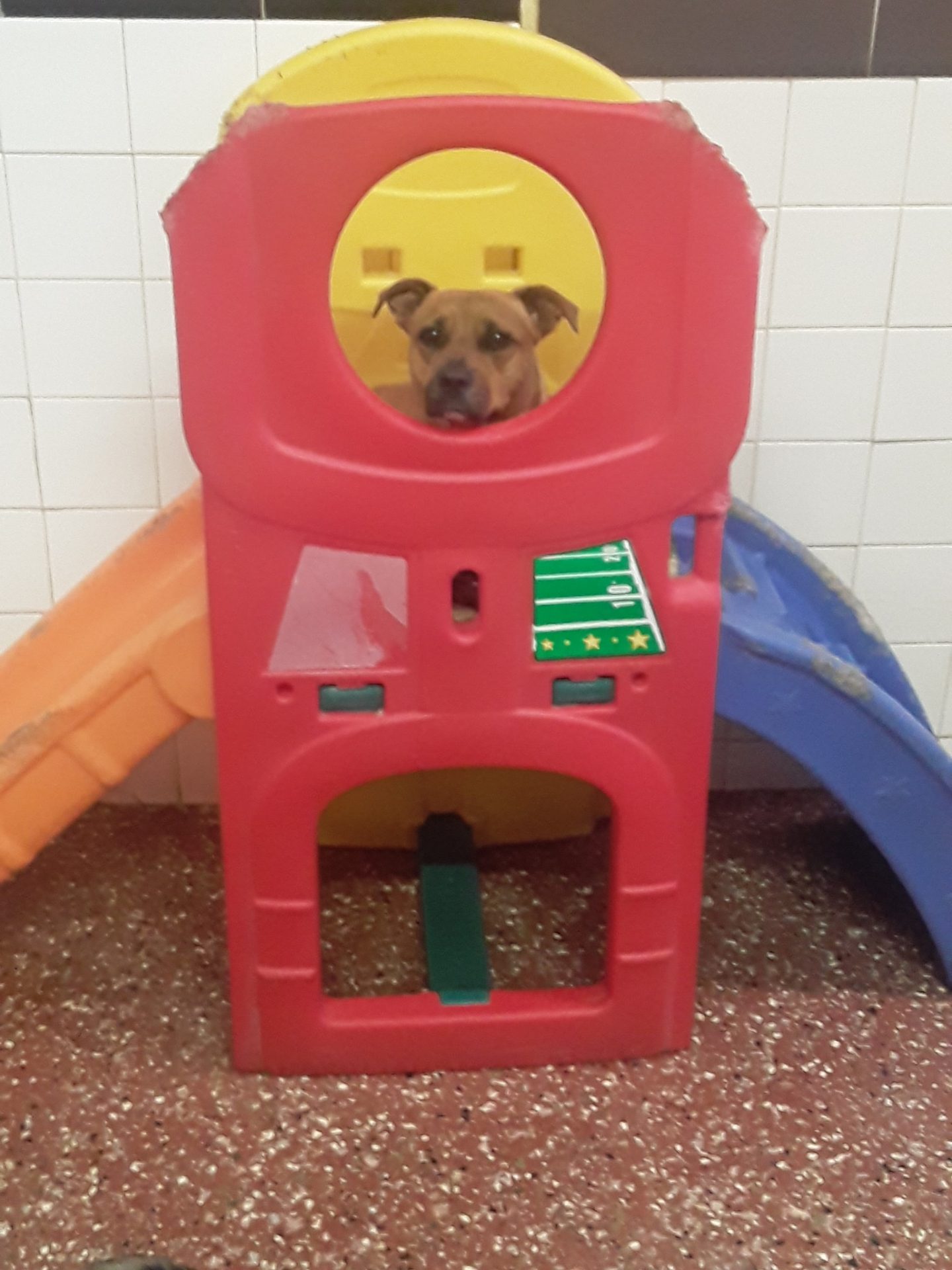 Fun Fur Pets - Around River City