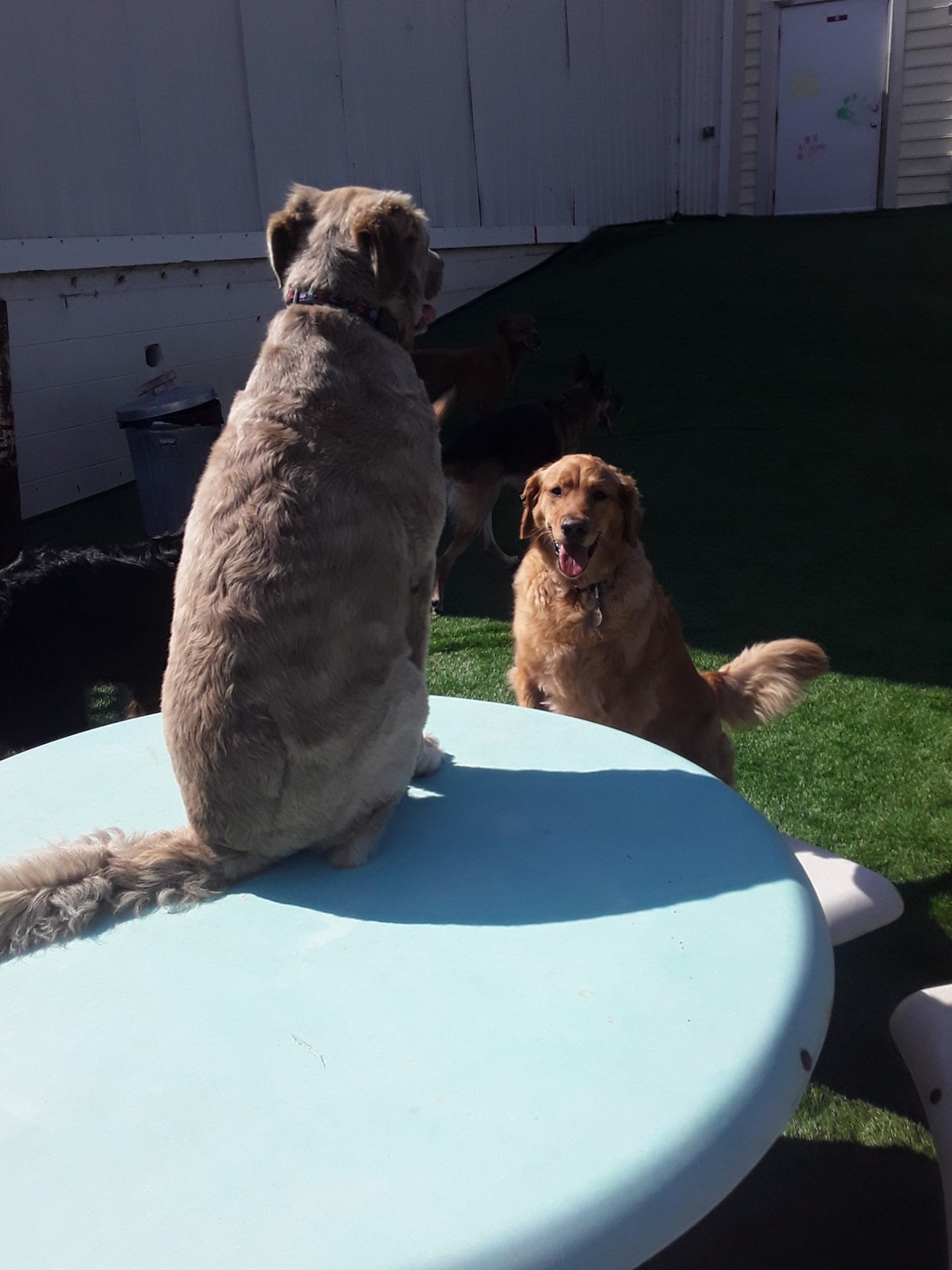 Fun Fur Pets - Around River City