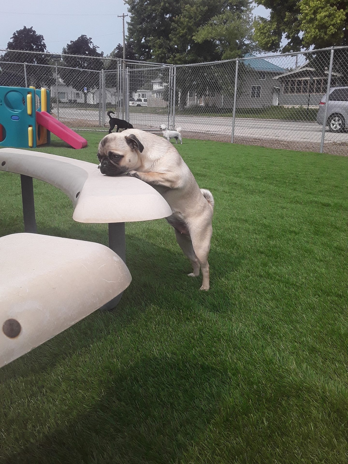 Fun Fur Pets - Around River City