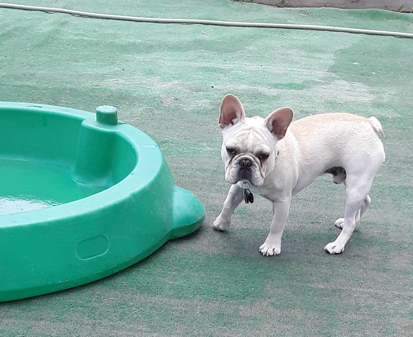 Fun Fur Pets - Around River City