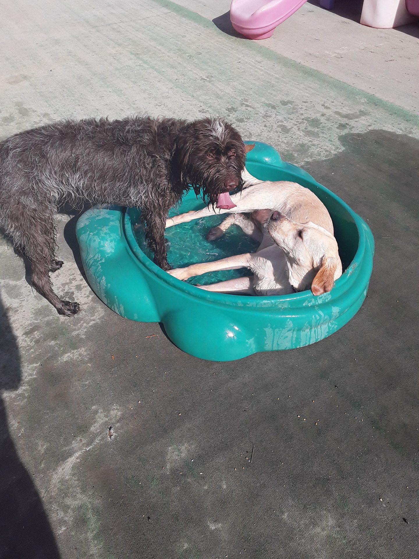 Fun Fur Pets - Around River City