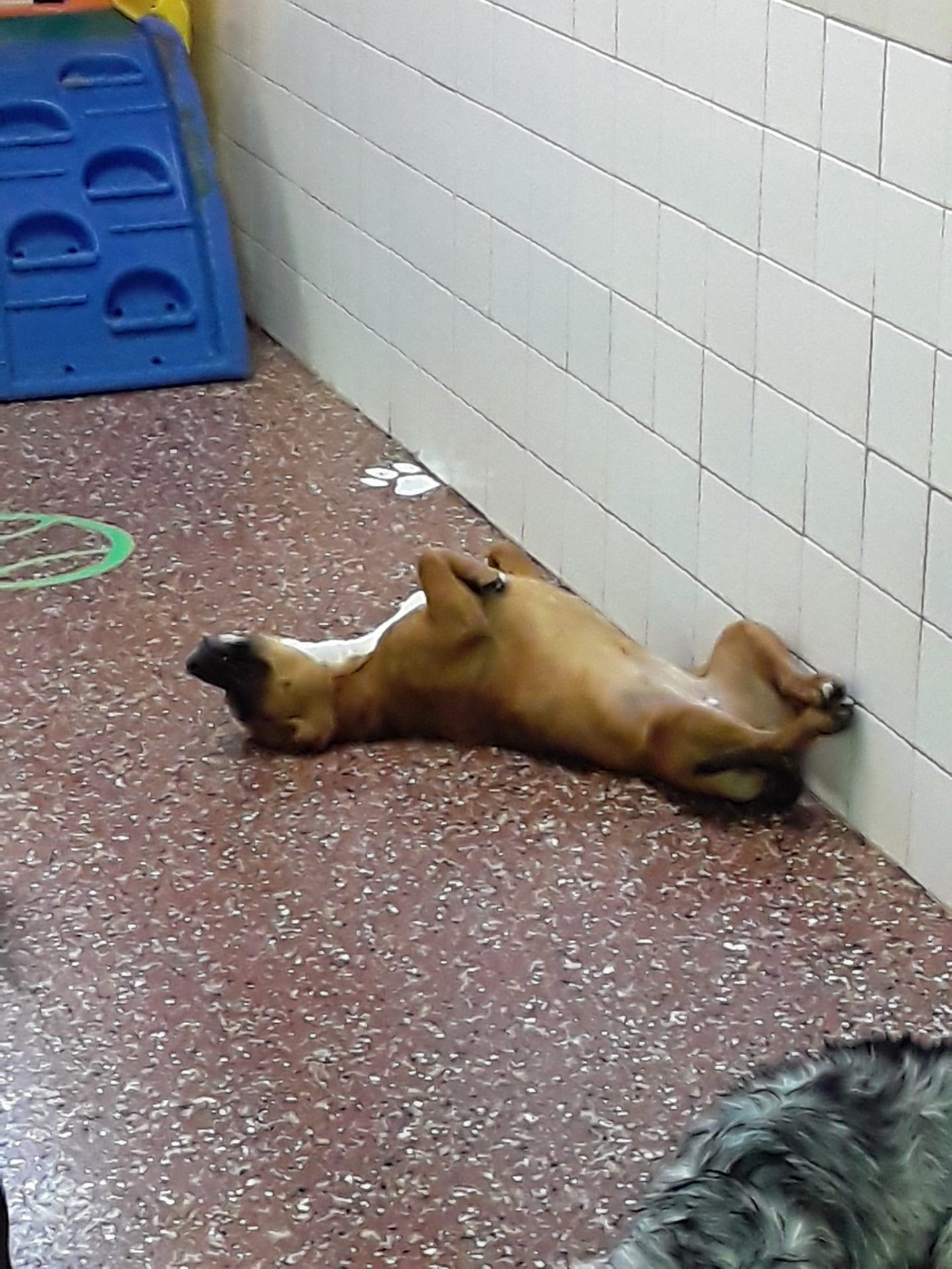 Fun Fur Pets - Around River City